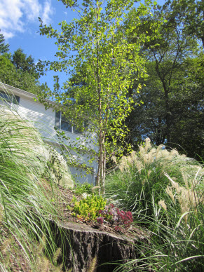 Native New England Plants: Better Gardens Start with Local Trees ...
